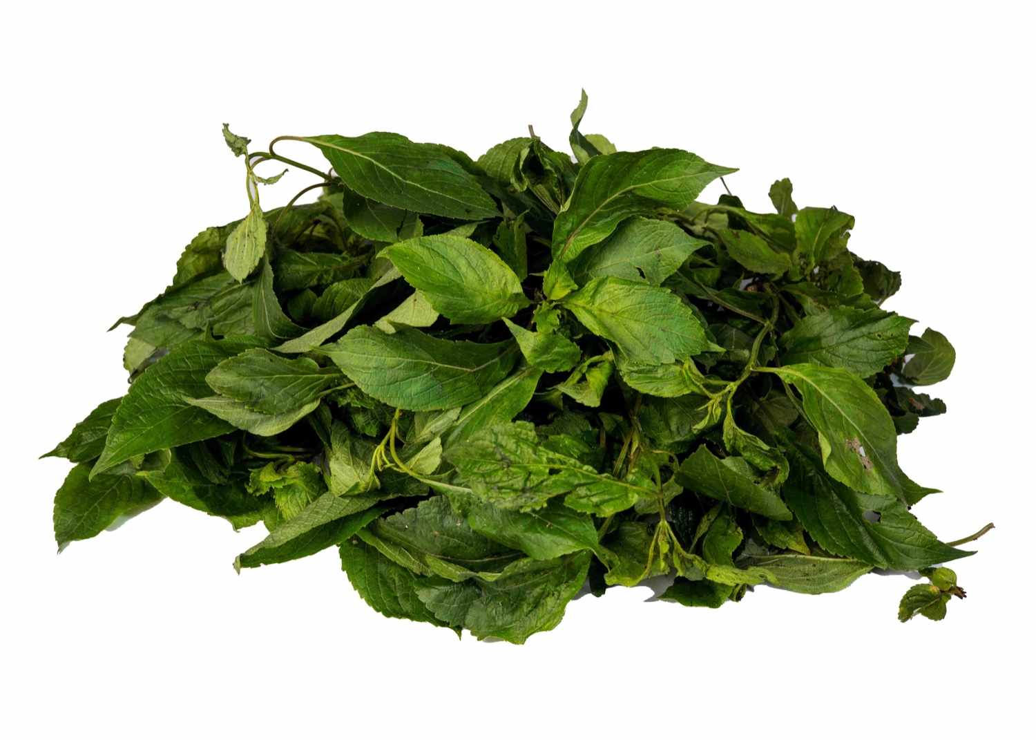 Scent Leaf | Pricepally